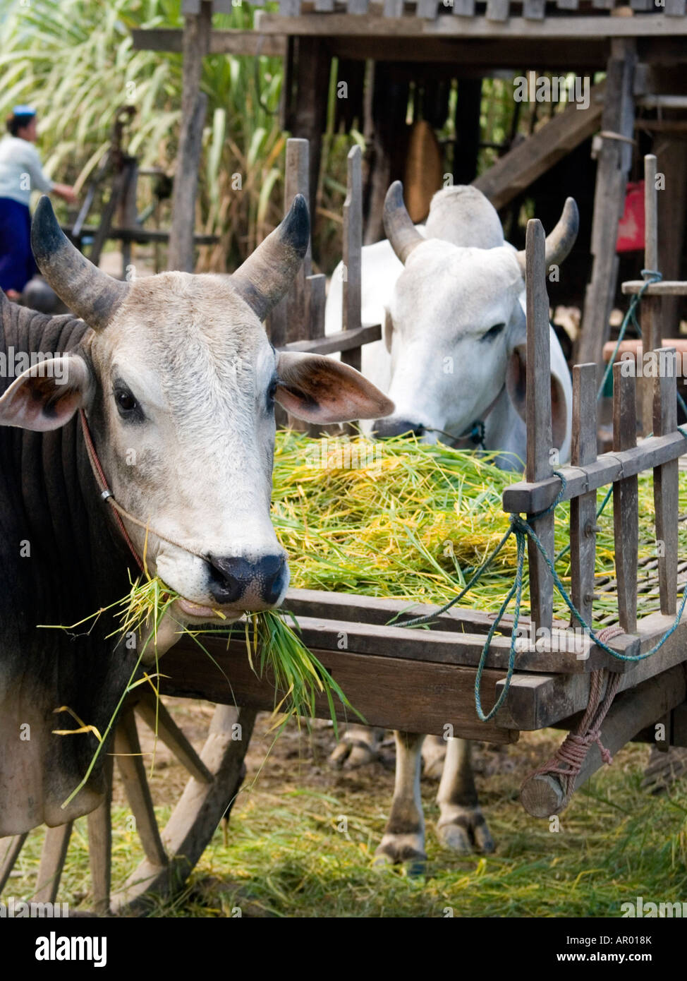 mouthful of grass Burmese cow Stock Photo - Alamy