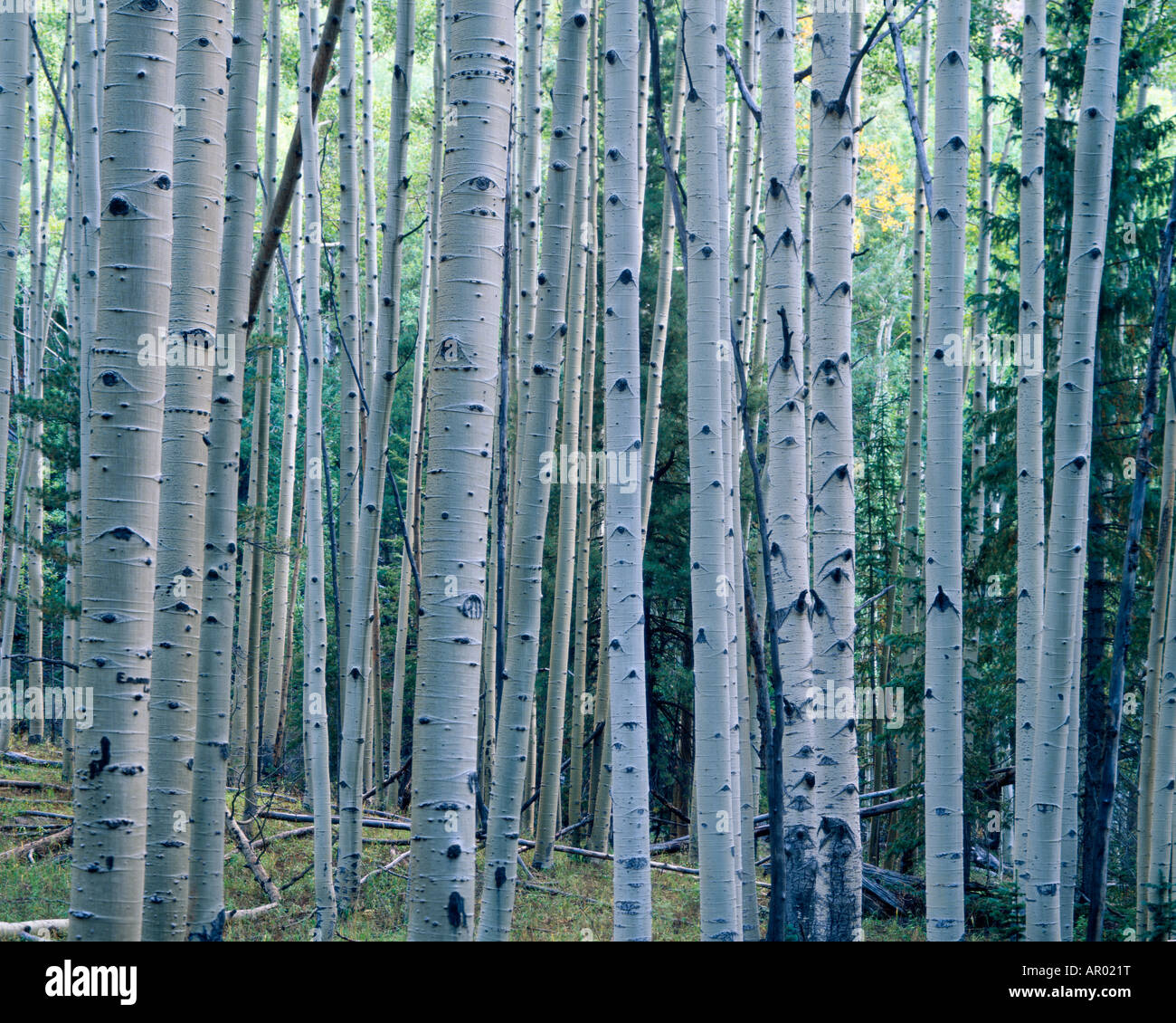 Cluster of aspen trees in the inner basin of the san francisco peaks ...