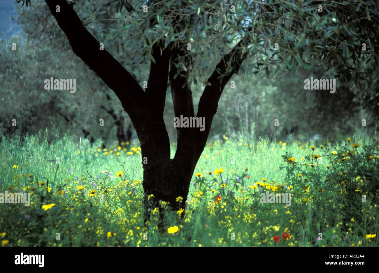 Olive tree in olive grove full of wild meadow flowers Stock Photo - Alamy