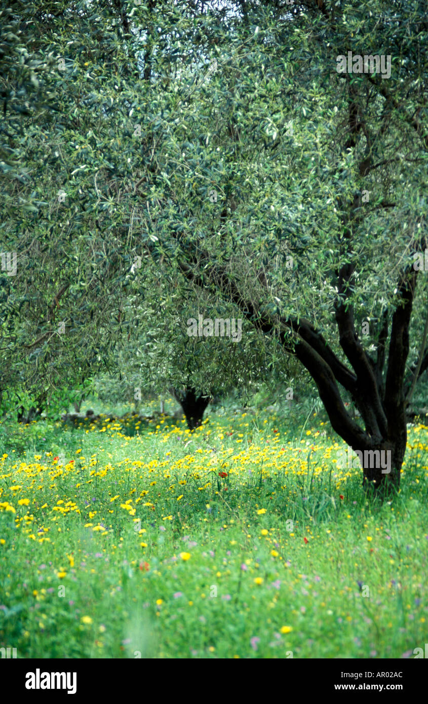Greek wild flowers olive tree hi-res stock photography and images - Alamy