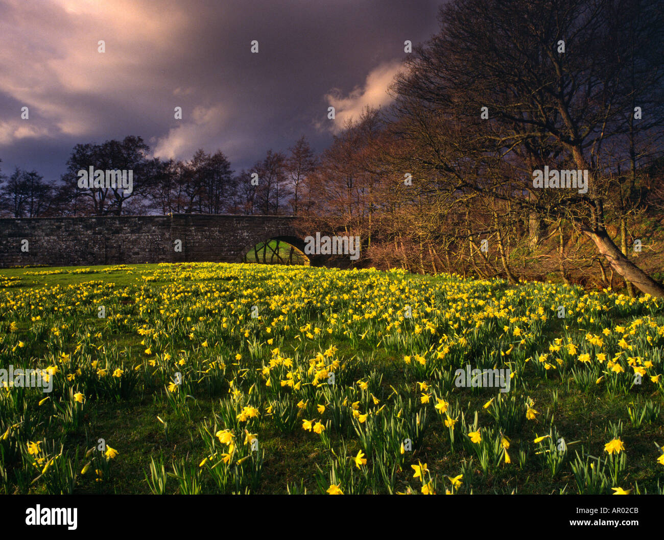 Farndale Daffodils Stock Photos & Farndale Daffodils Stock Images - Alamy