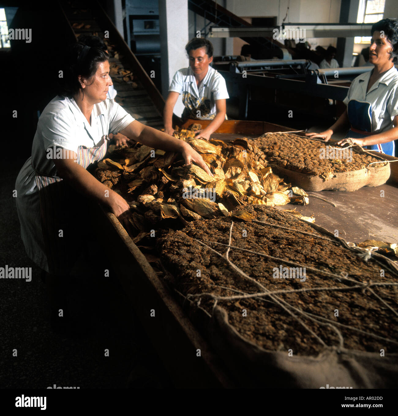 Tobacco warehouse workers Stock Photo - Alamy
