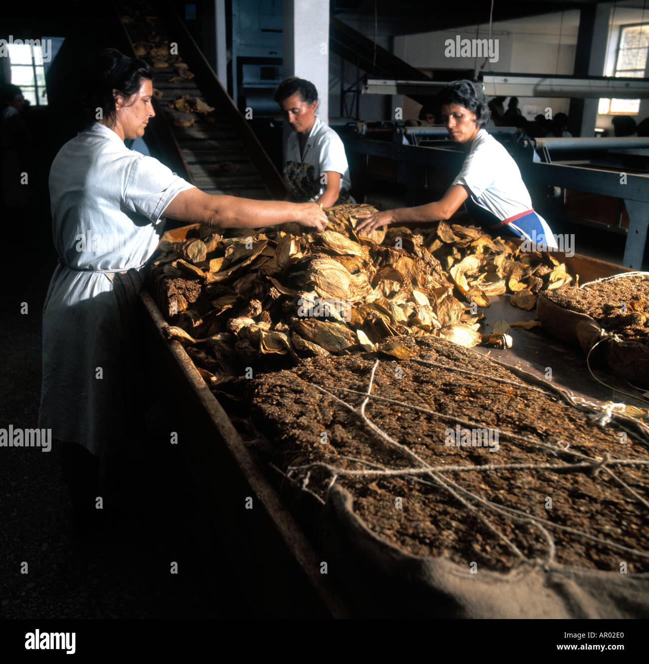 Tobacco warehouse workers Stock Photo - Alamy