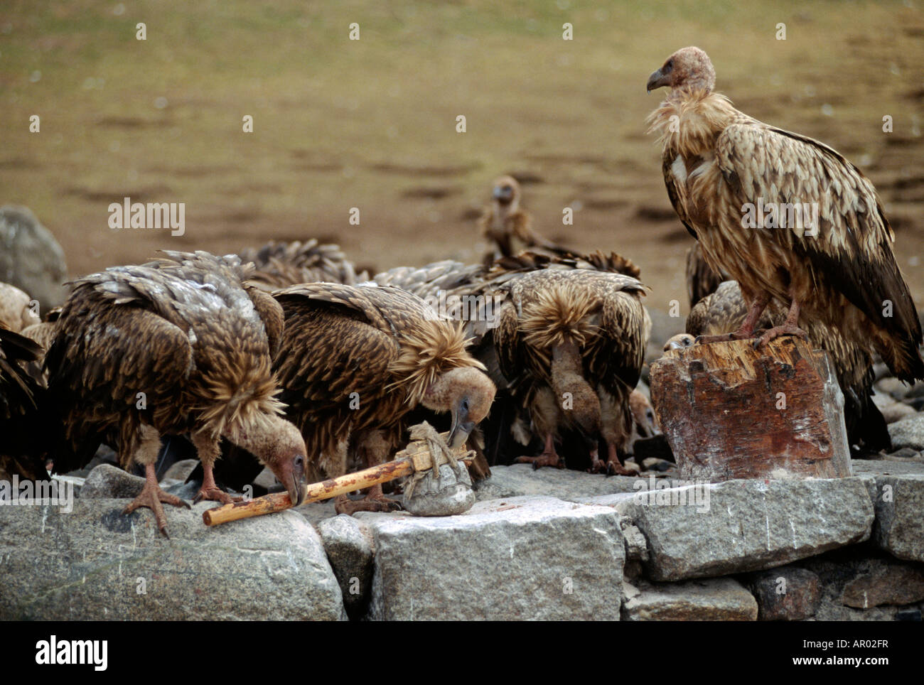 Vultures Eating People