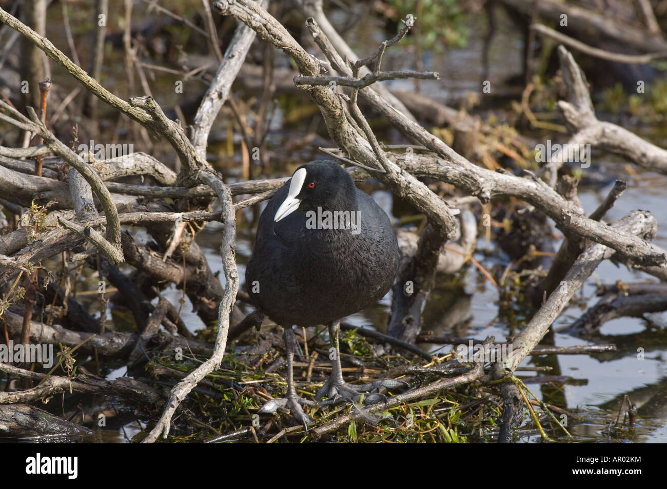 Australian coots hi-res stock photography and images - Alamy