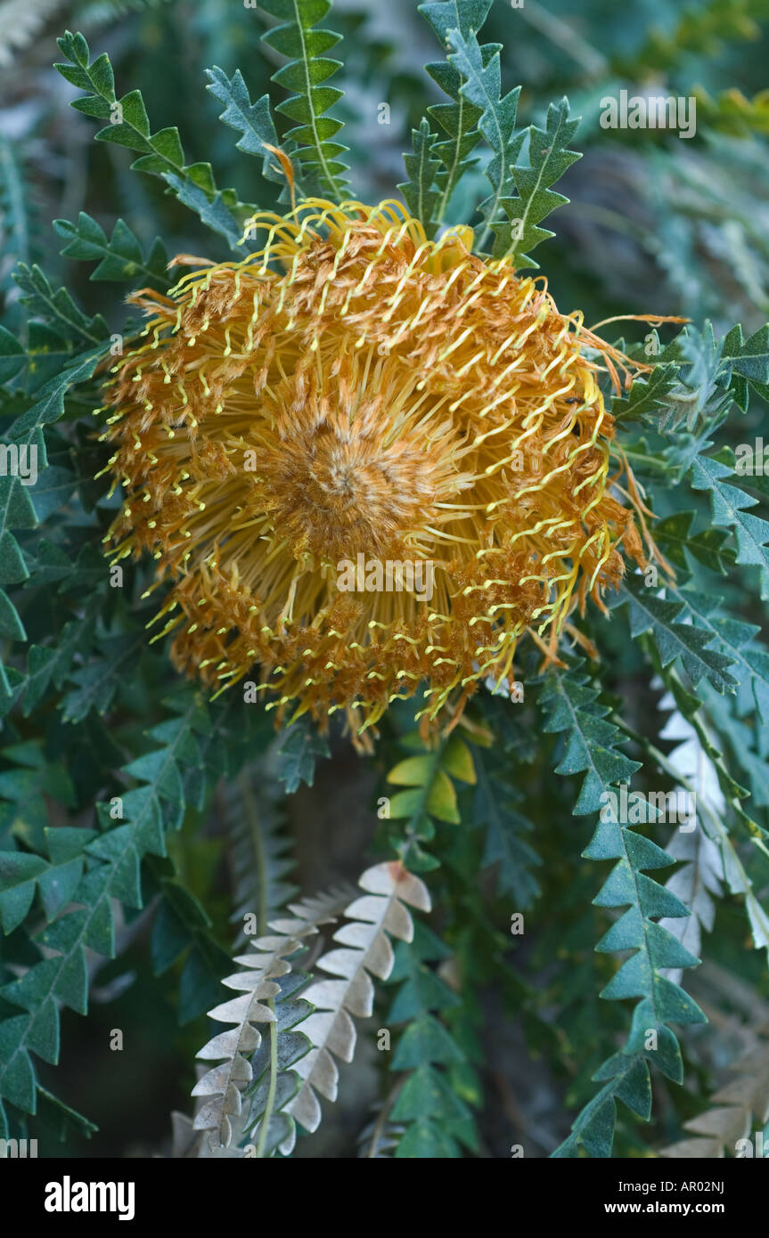 Showy Dryandra (Banksia formosa) flower and foliage Stirling Range ...