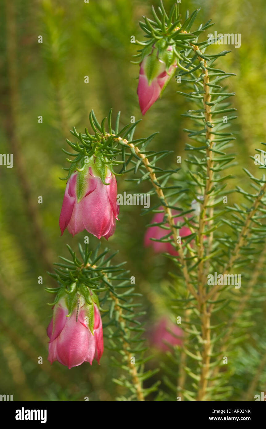 Common Mountain Bell Darwinia leiostyla flowers Albany District Western ...