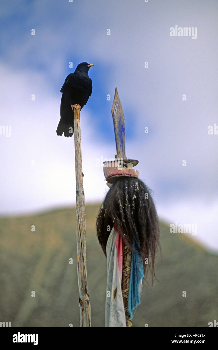 A BLACK BIRD waits his turn to feed on the human flesh offered at the ...
