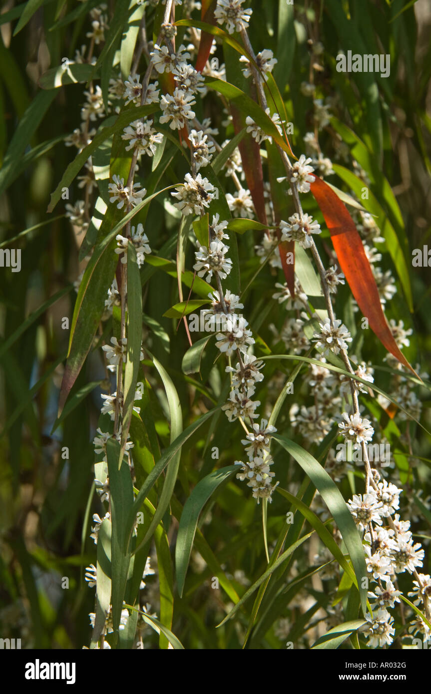Agonis leaves hi-res stock photography and images - Alamy