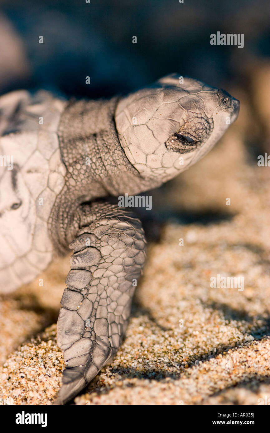 Baby Oliver Ridley turtles an endangered species and the smallest ...