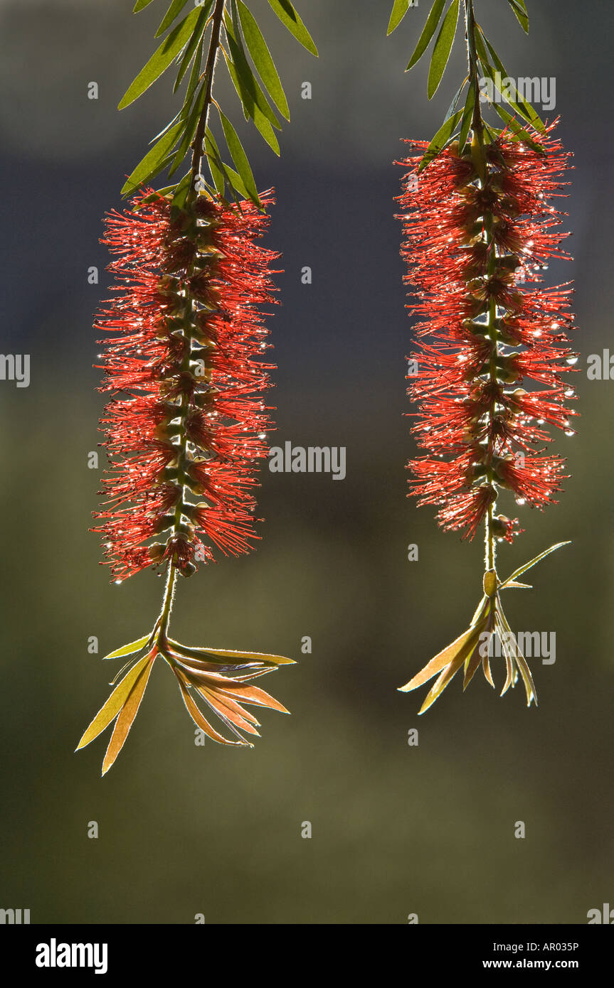Albany Bottlebrush Callistemon glaucus flowers suburban garden Perth ...
