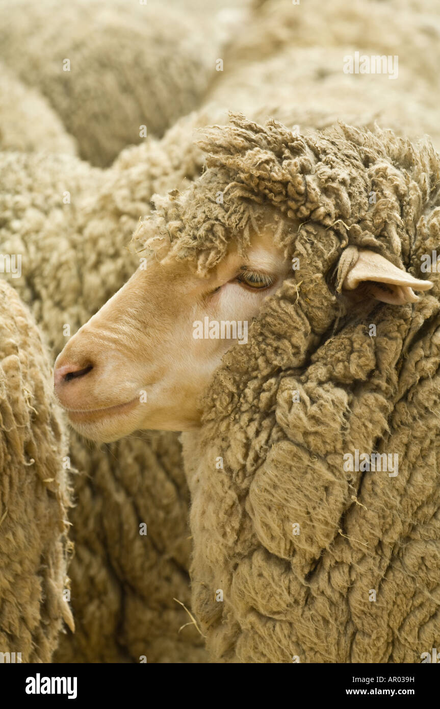 Domestic Sheep Merino at Perth Royal Show Western Australia September ...