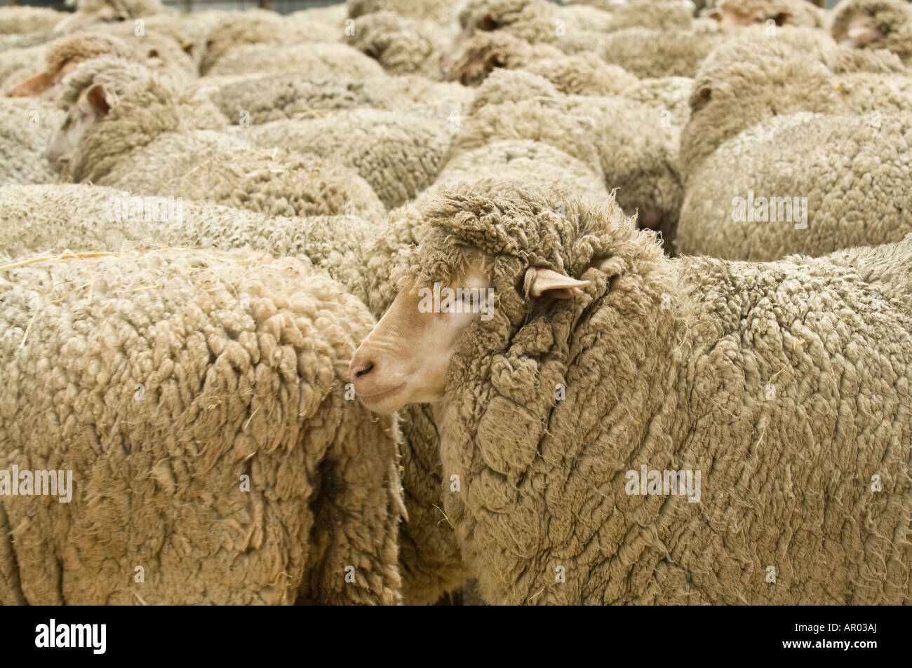 Domestic Sheep Merino at Perth Royal Show Western Australia September ...