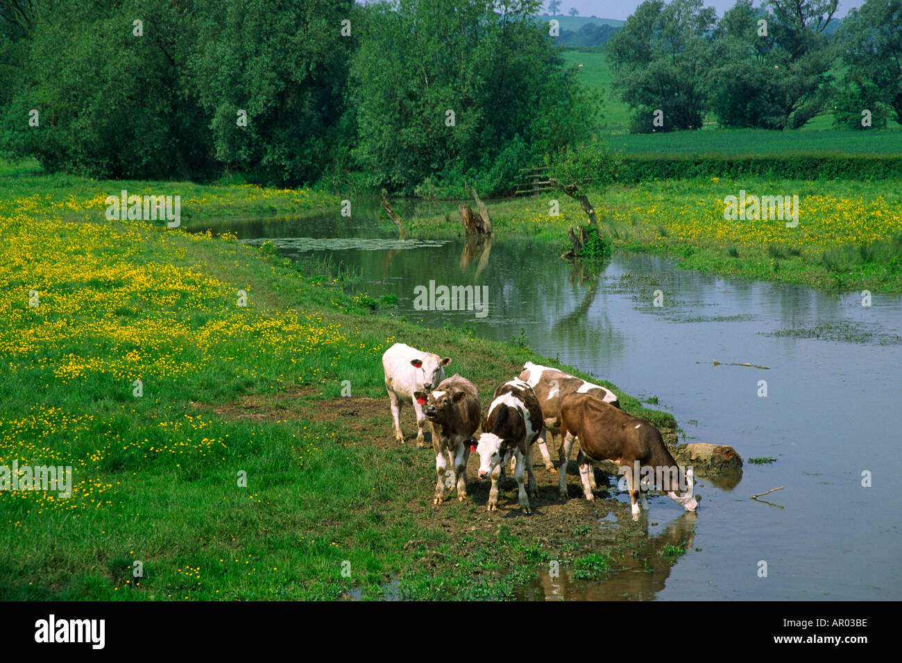 Cattle drinking at a stream in a buttercup meadow Leicestershire ...
