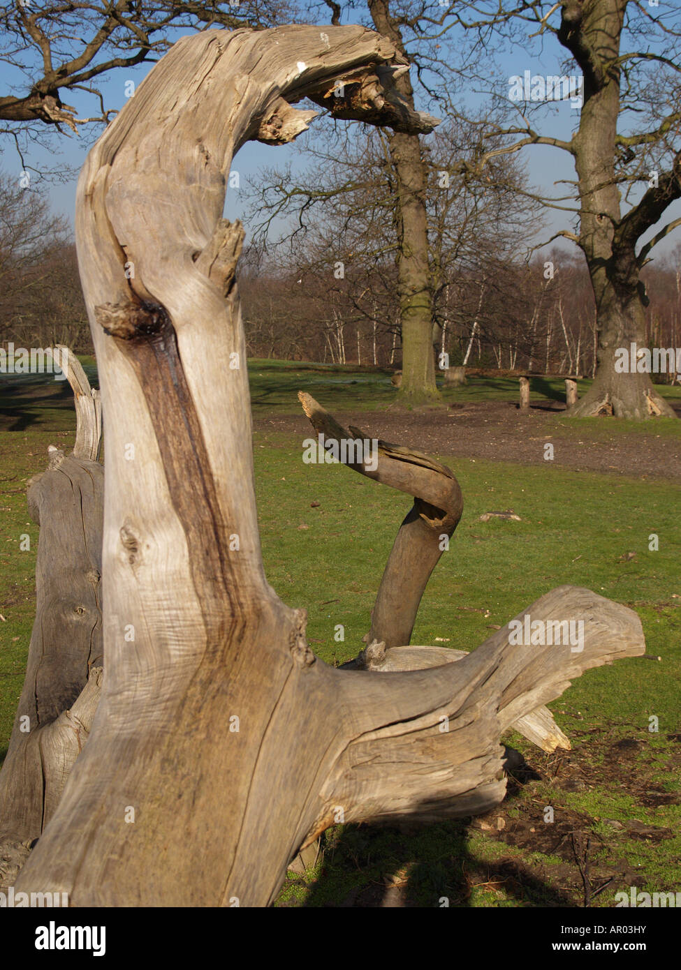 rotted decayed decaying old ancient tree trunk Stock Photo - Alamy