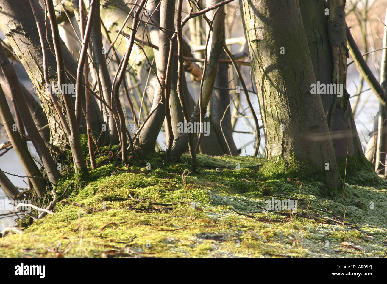 grass tree trunks wood coppice forest winter sun Stock Photo - Alamy