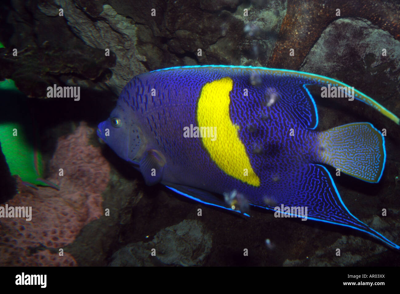 Asfur Angelfish.Arabian Angelfish or Cresent Angelfish Stock Photo - Alamy
