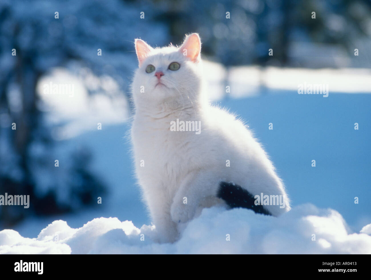 White Cat in Snow Stock Photo - Alamy