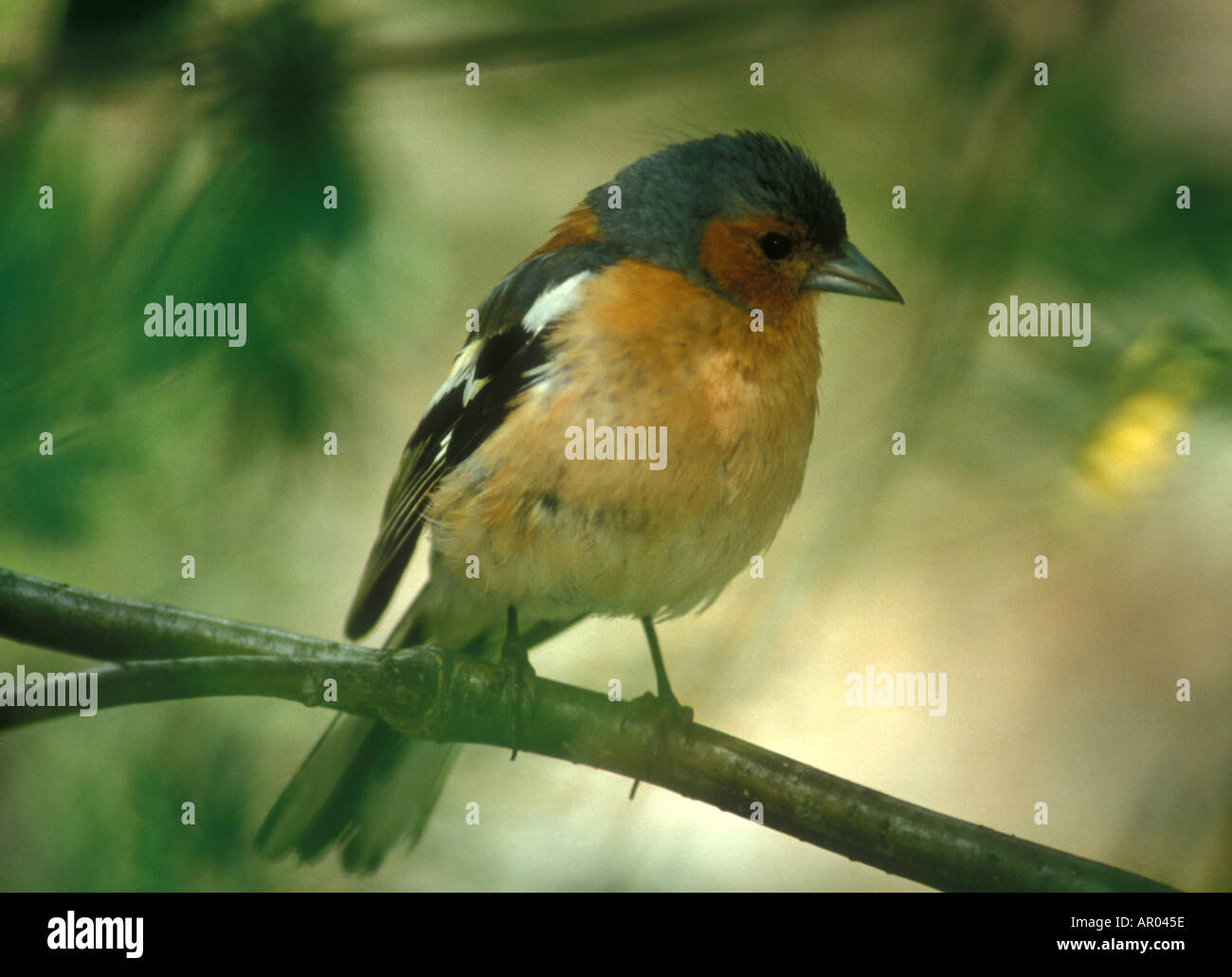 Common finch hi-res stock photography and images - Alamy