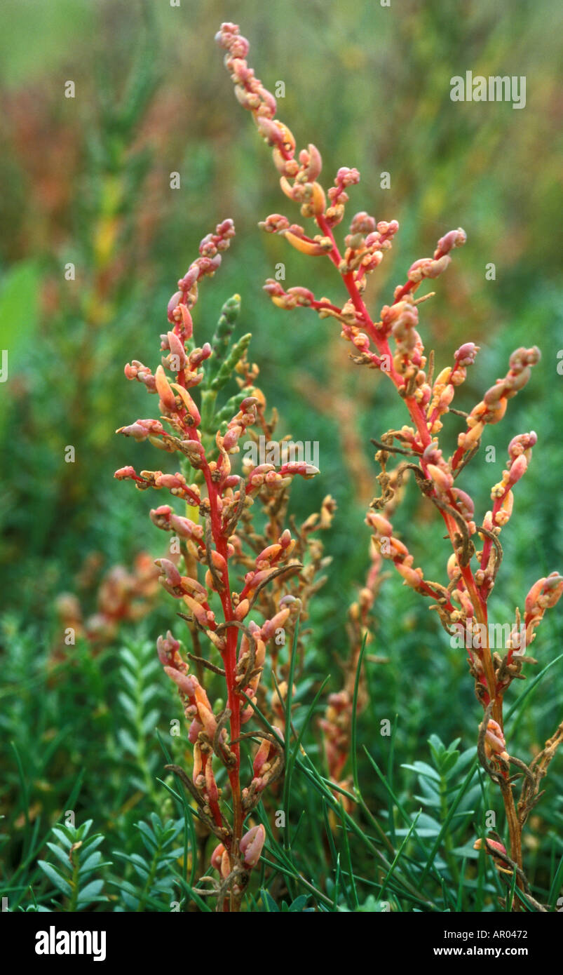 flower schorrekruid suaeda maritima in saltmarsh in Holland in autumn ...