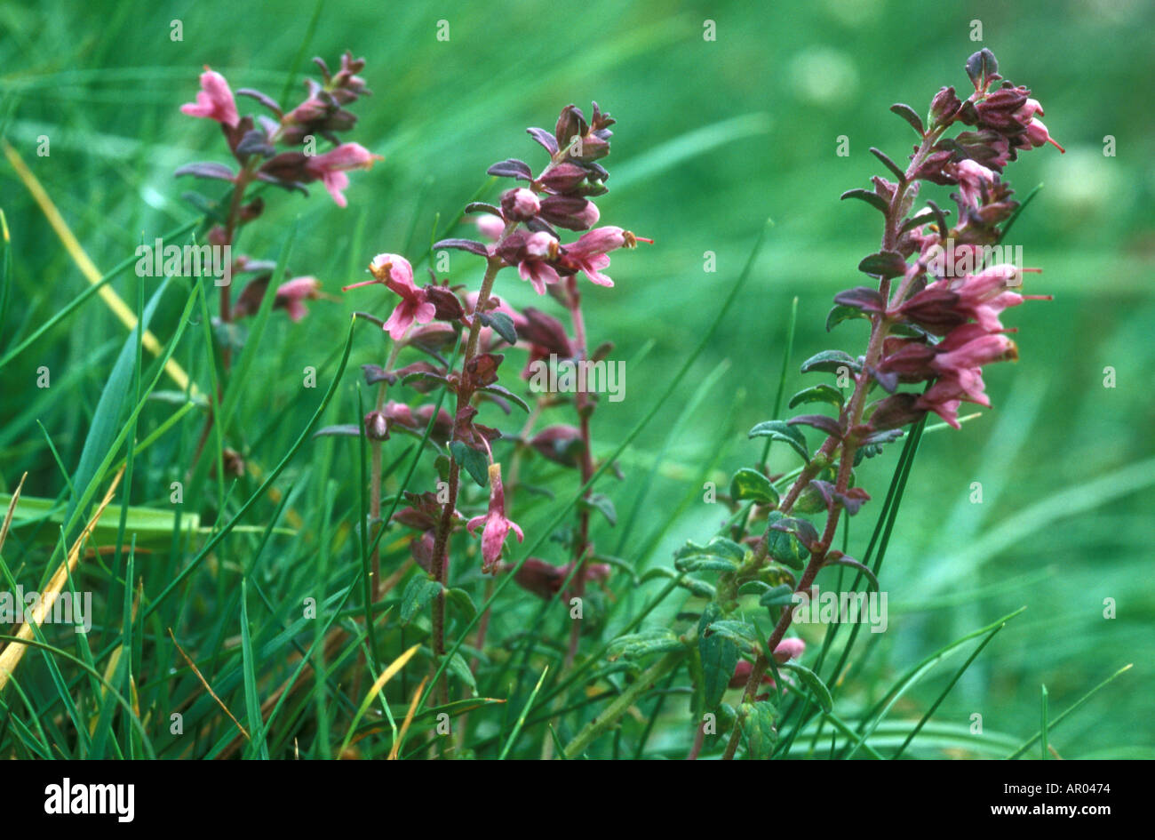 flower odontitis verna in saltmarsh in Holland Stock Photo - Alamy