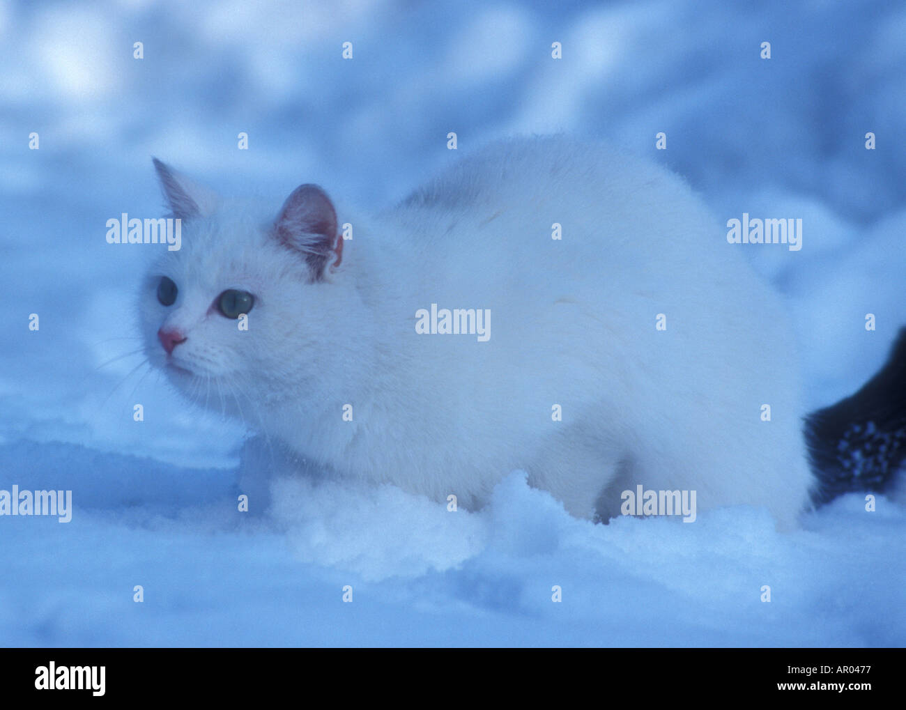 White cat in snow hi-res stock photography and images - Alamy