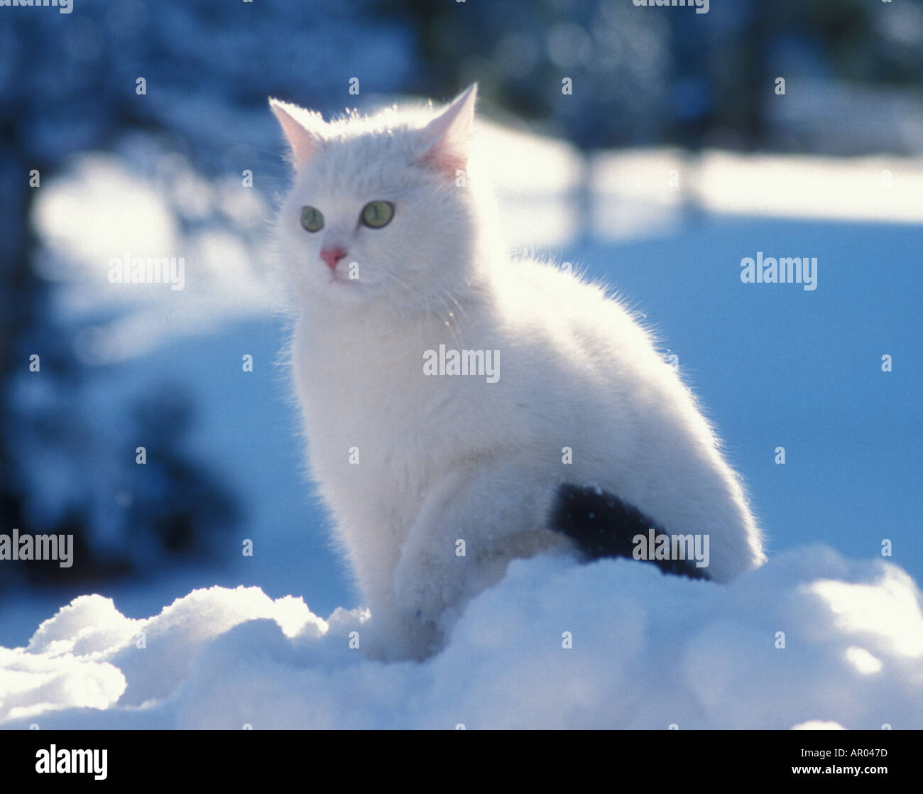 White cat in snow hi-res stock photography and images - Alamy