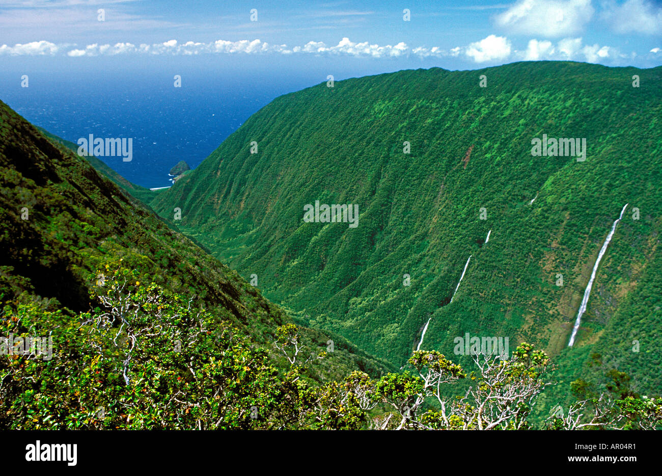 The lush cliffs of Pelekunu Valley seen from Pelekunu lookout on ...