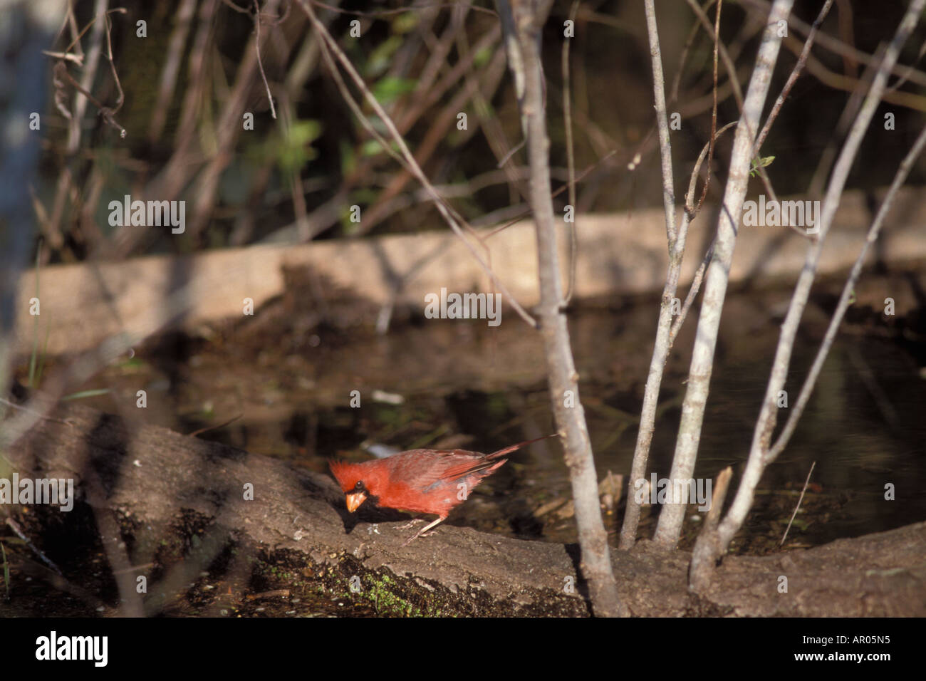 northern cardinal Cardinalis cardinalis drinking water in the ...