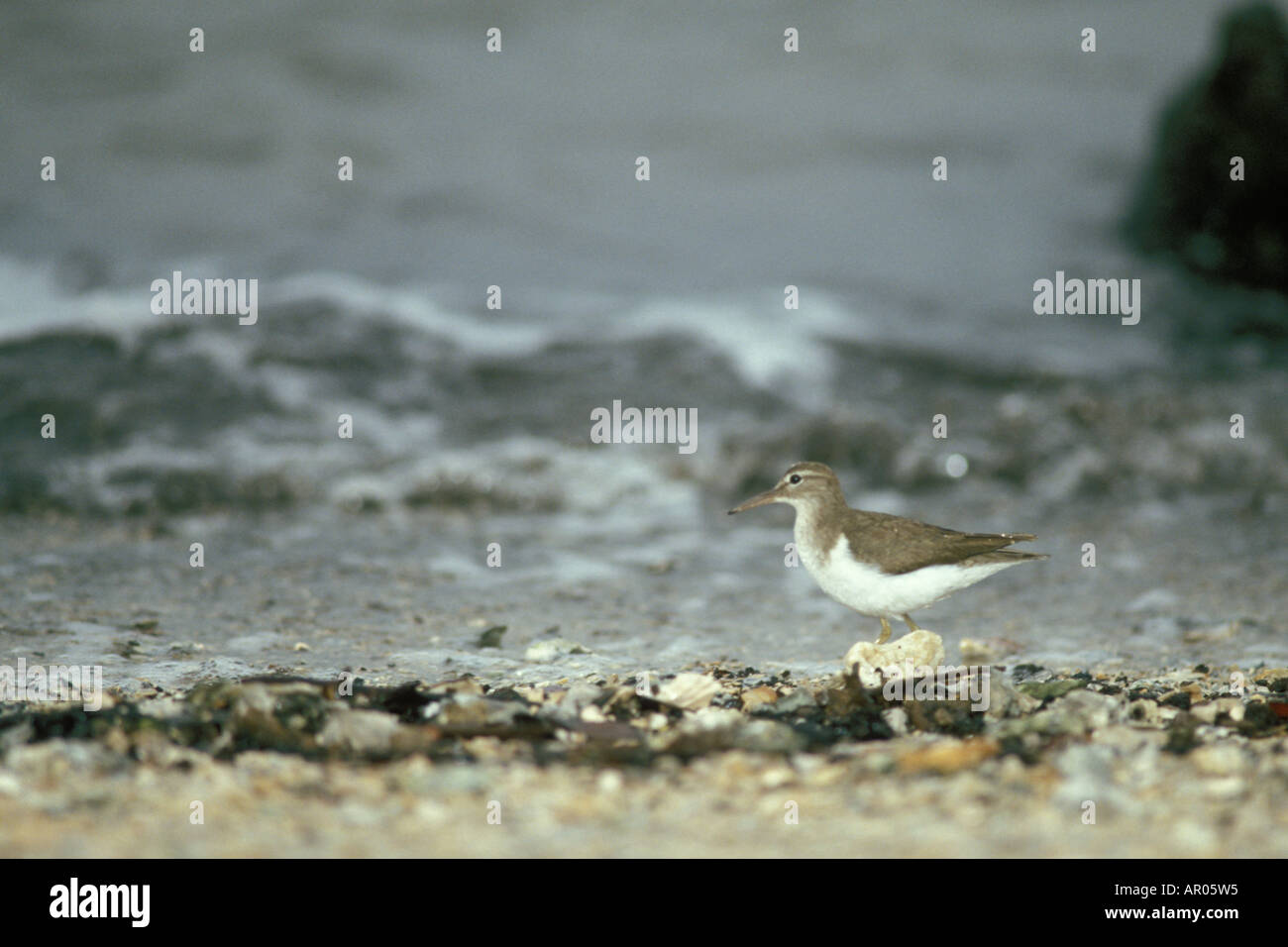 spotted sandpiper Actitis macularia in Everglades National Park Florida ...