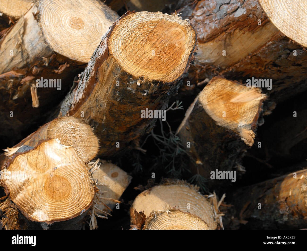 pile of logs Stock Photo - Alamy