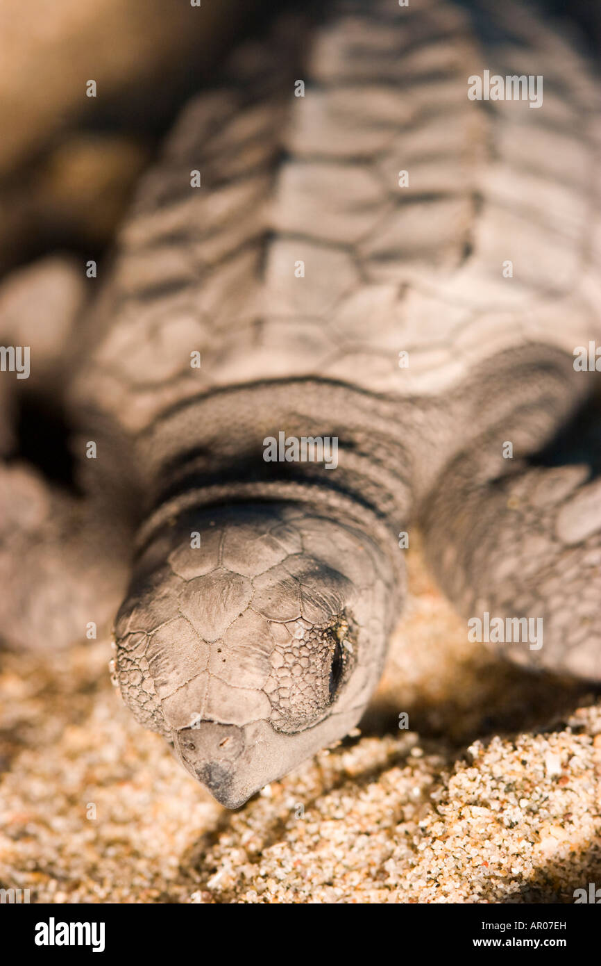 Baby Oliver Ridley turtles an endangered species and the smallest ...