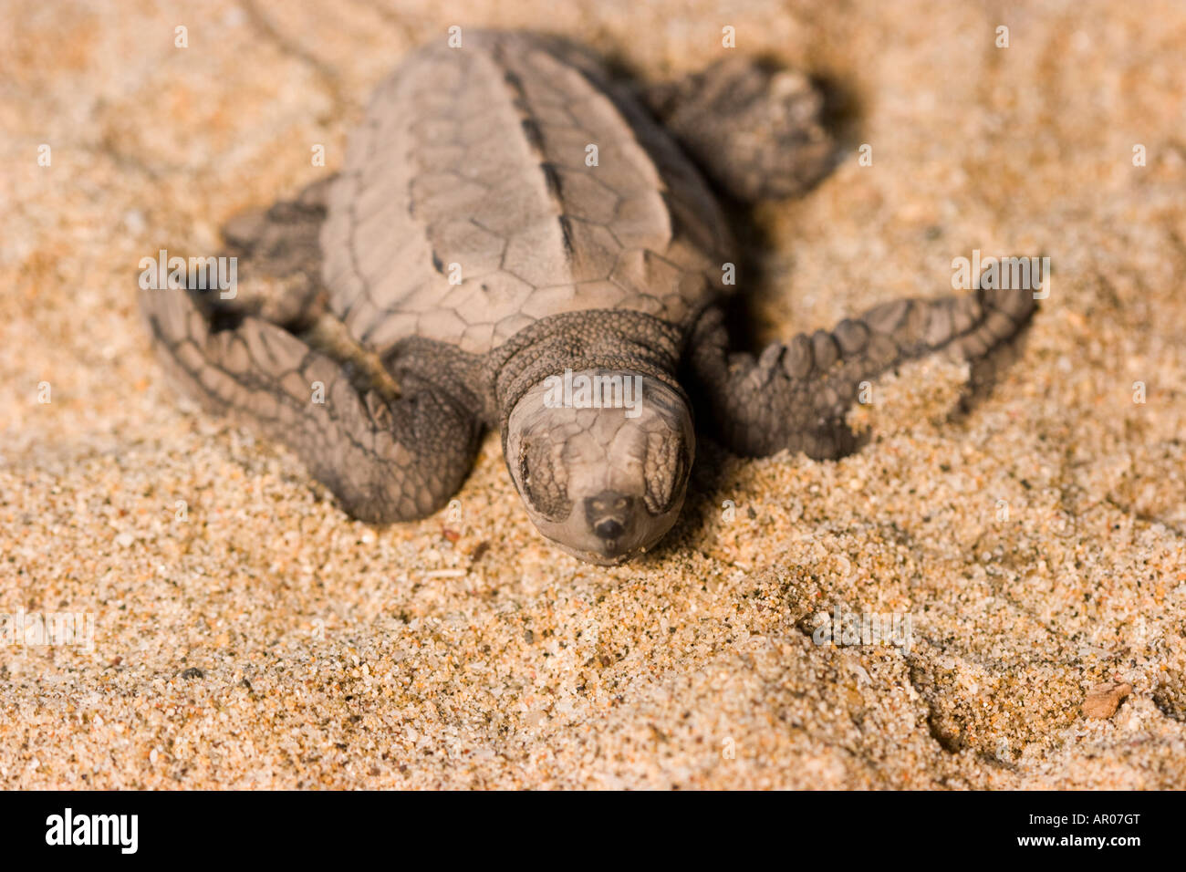 Baby Oliver Ridley turtles an endangered species and the smallest ...