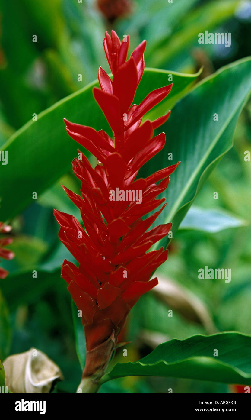 Red Ginger Alpinia Purpurata a flower common throughout the tropics ...