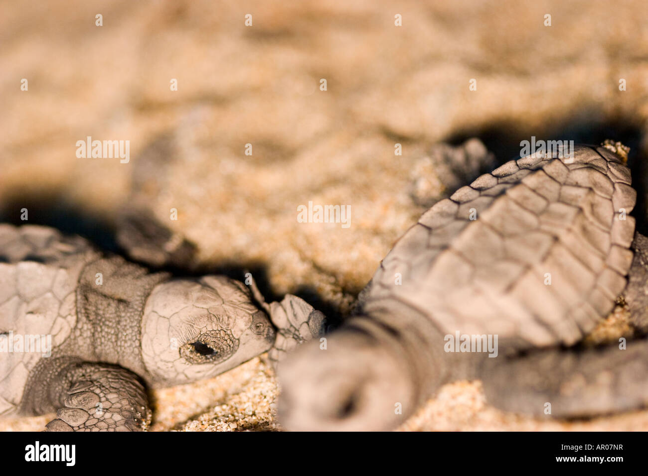 Baby Oliver Ridley turtles an endangered species and the smallest ...