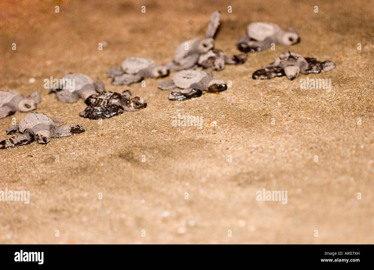 Baby Oliver Ridley turtles an endangered species and the smallest ...