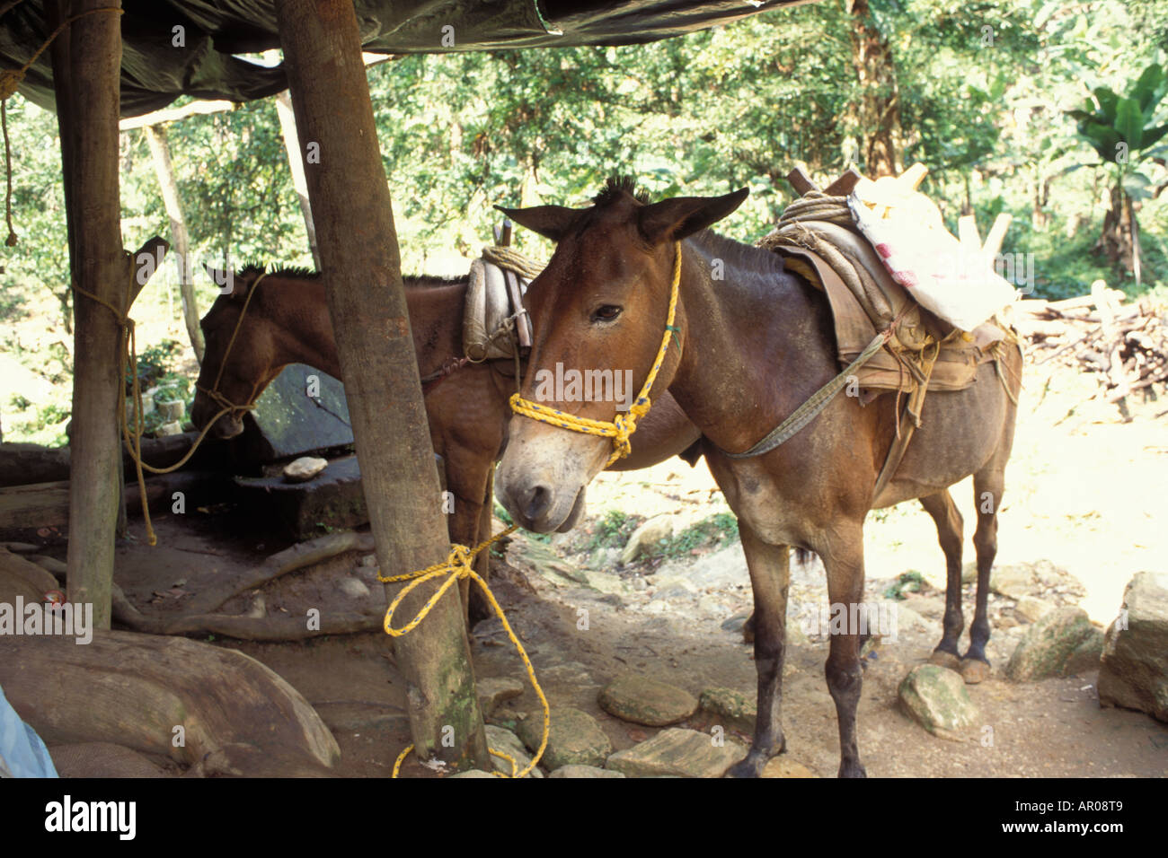 burro Equus asinus mules on pack trail in a jungle along the coast of ...