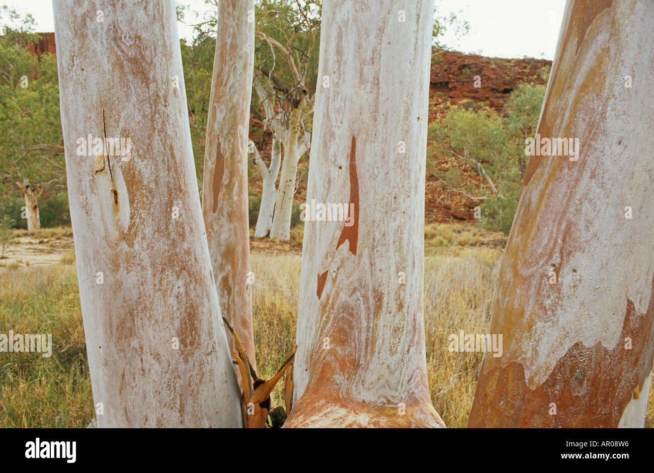Ghost gums in Palm Valley, Finke Gorge National Park, Northern ...