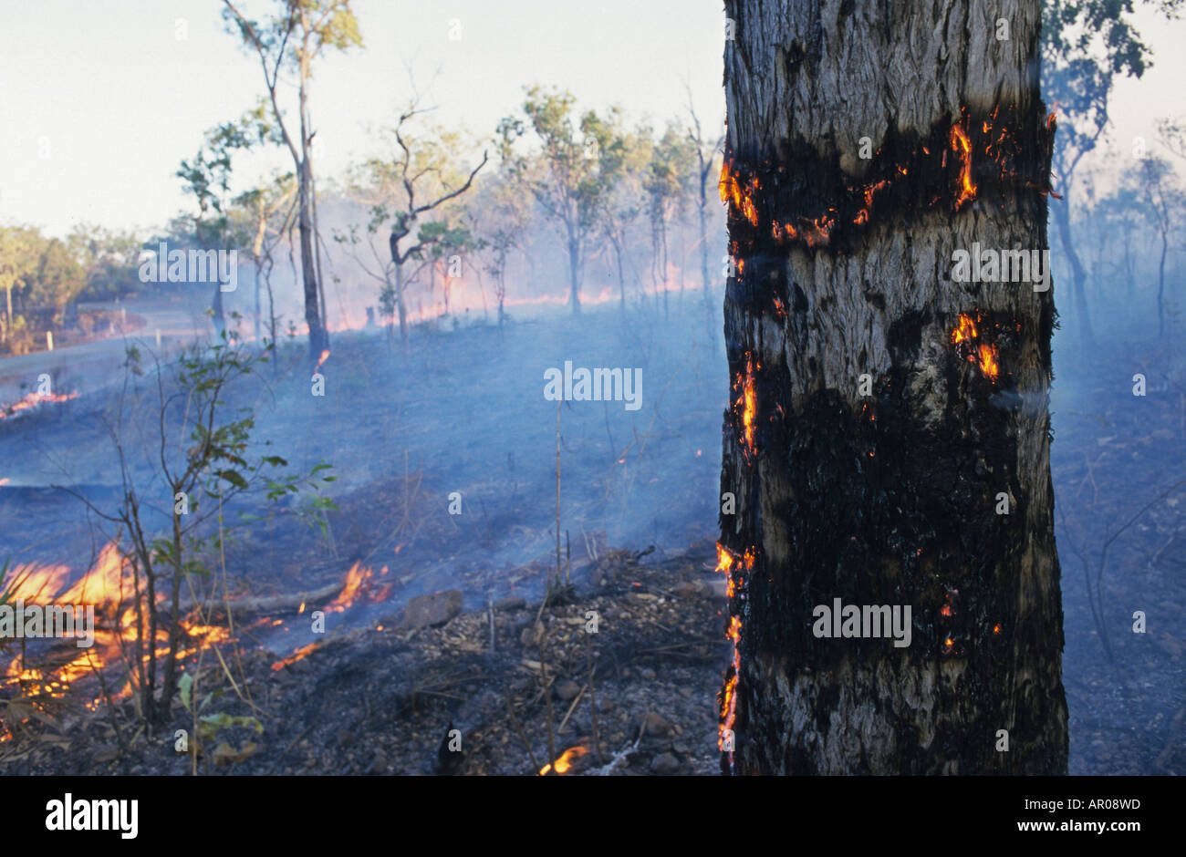 Bushfire in the outback, Northern Territory, Australia Stock Photo - Alamy
