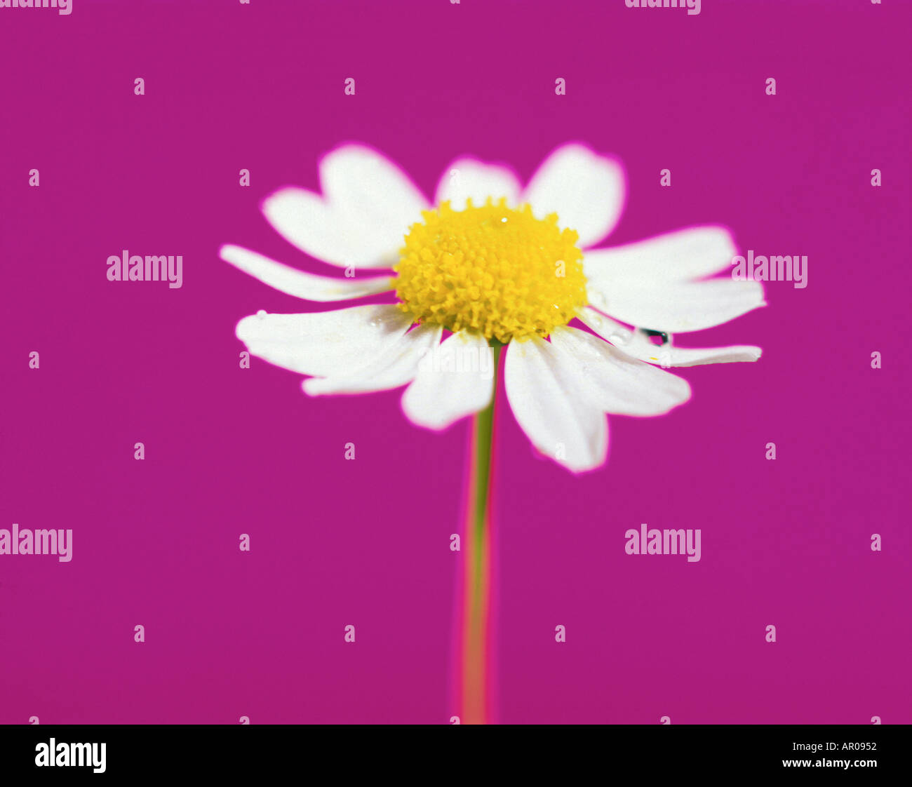 Chamomile flower hi-res stock photography and images - Alamy