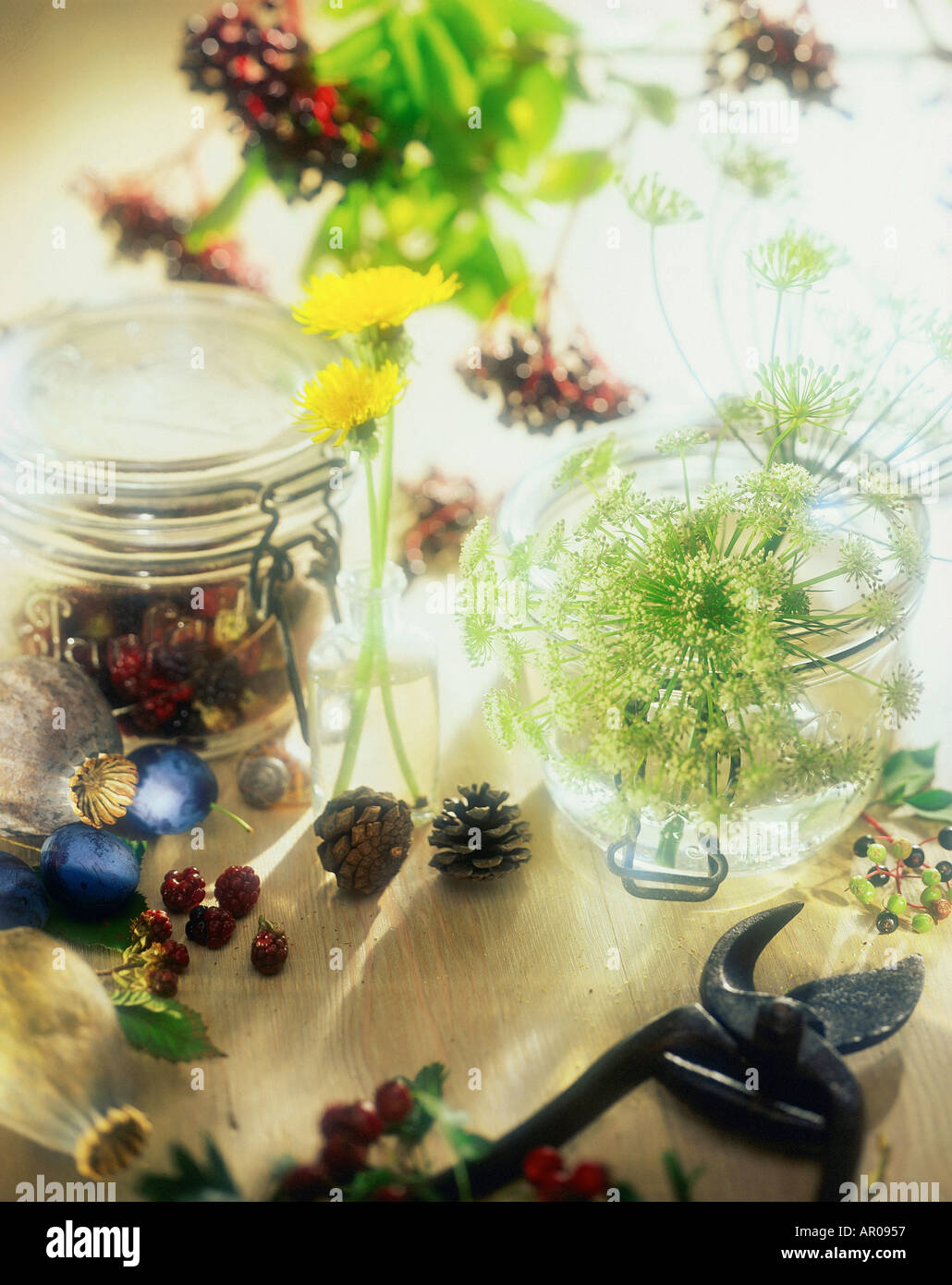 Collecting berry seed hi-res stock photography and images - Alamy