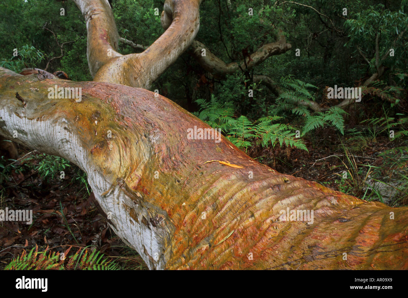 Frazer island australia hi-res stock photography and images - Alamy