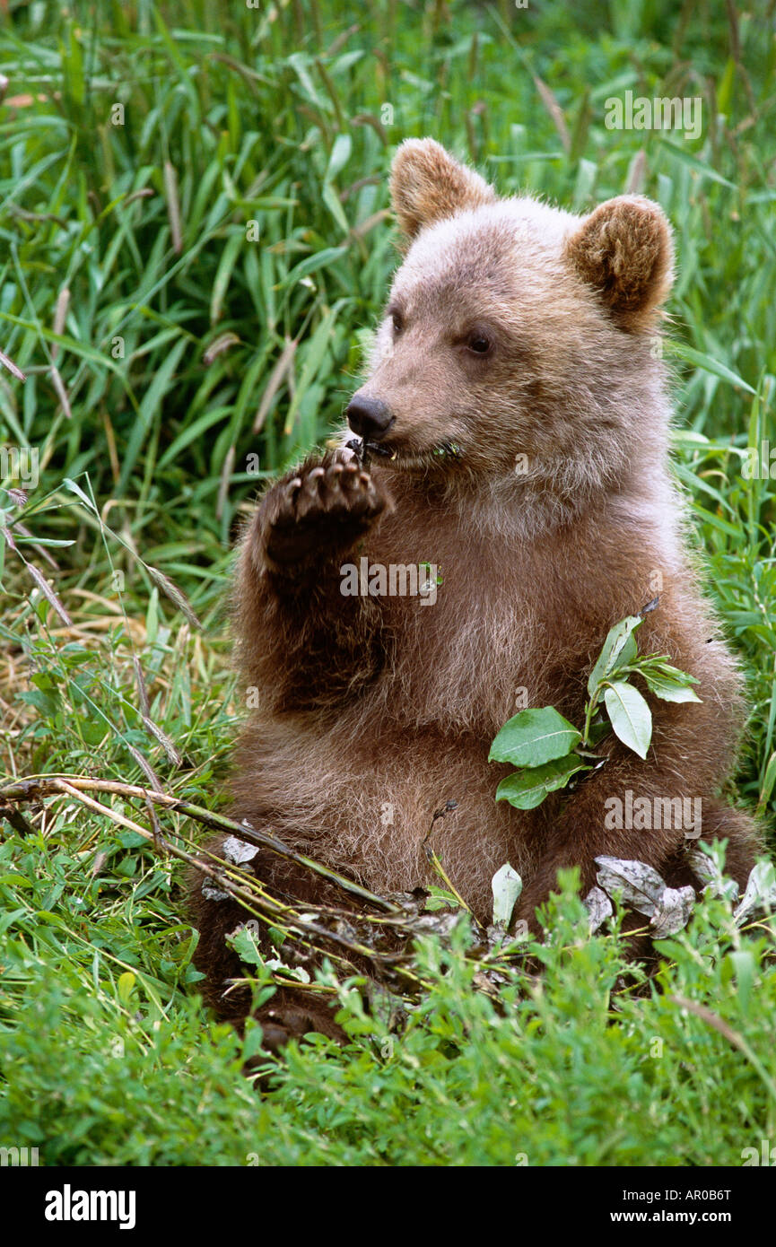 Young Brown Bear cub sitting in grassy meadow SC Summer Alaska Wildlife ...