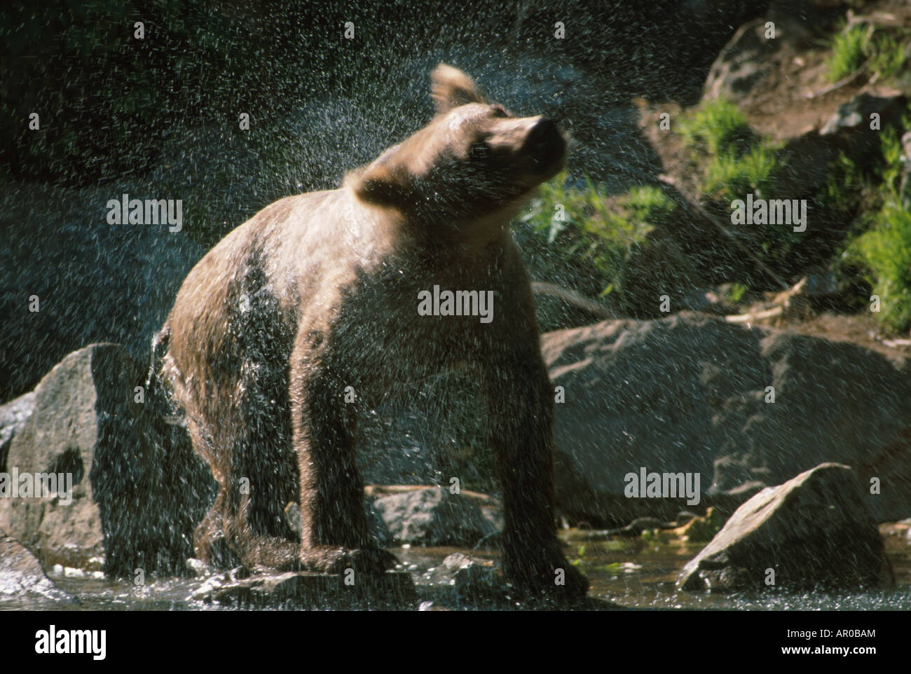 Brown Bear shaking water off Wolverine Creek Southwest AK summer Stock ...