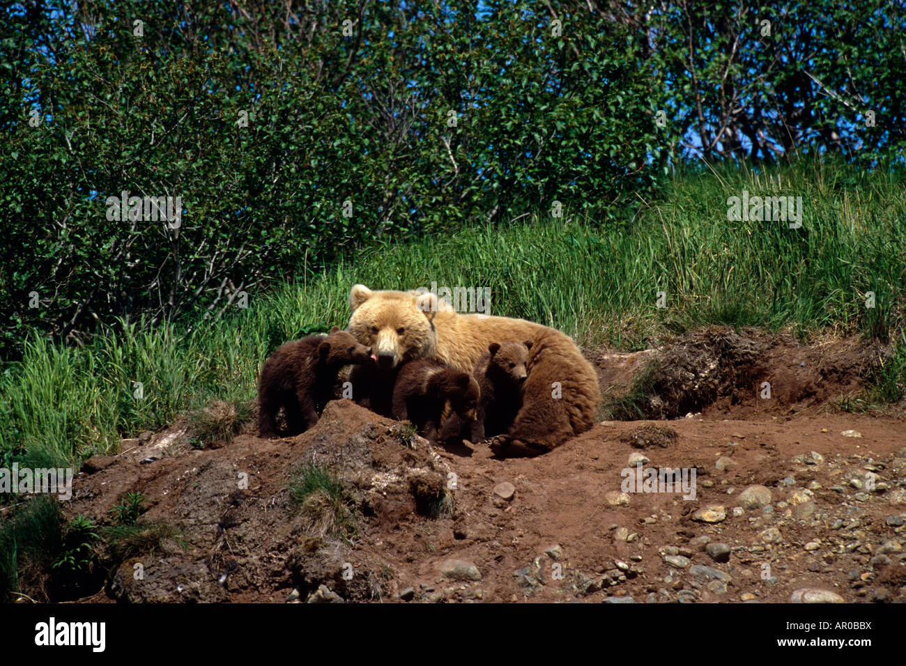 Brown Bear Mother & Cubs Outside Den SW AK Summer McNeil Game Sanctuary ...
