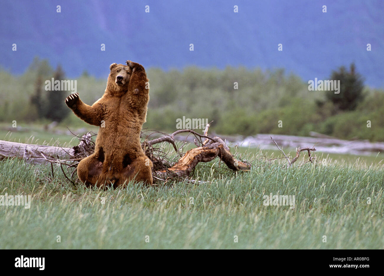 Brown bear in meadow scratching head with paw Hallo Bay Katmai National ...
