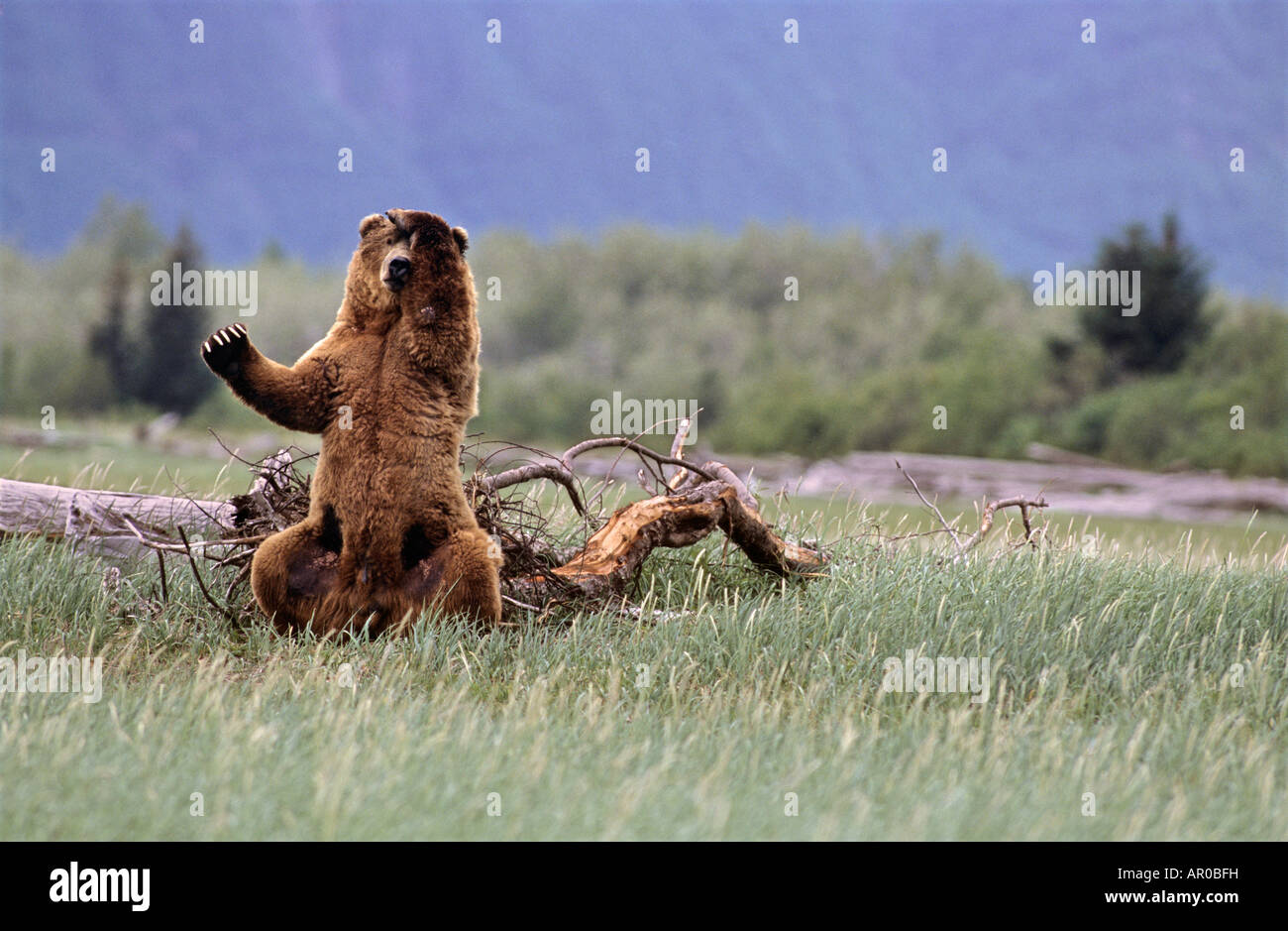 Bear scratching log hi-res stock photography and images - Alamy