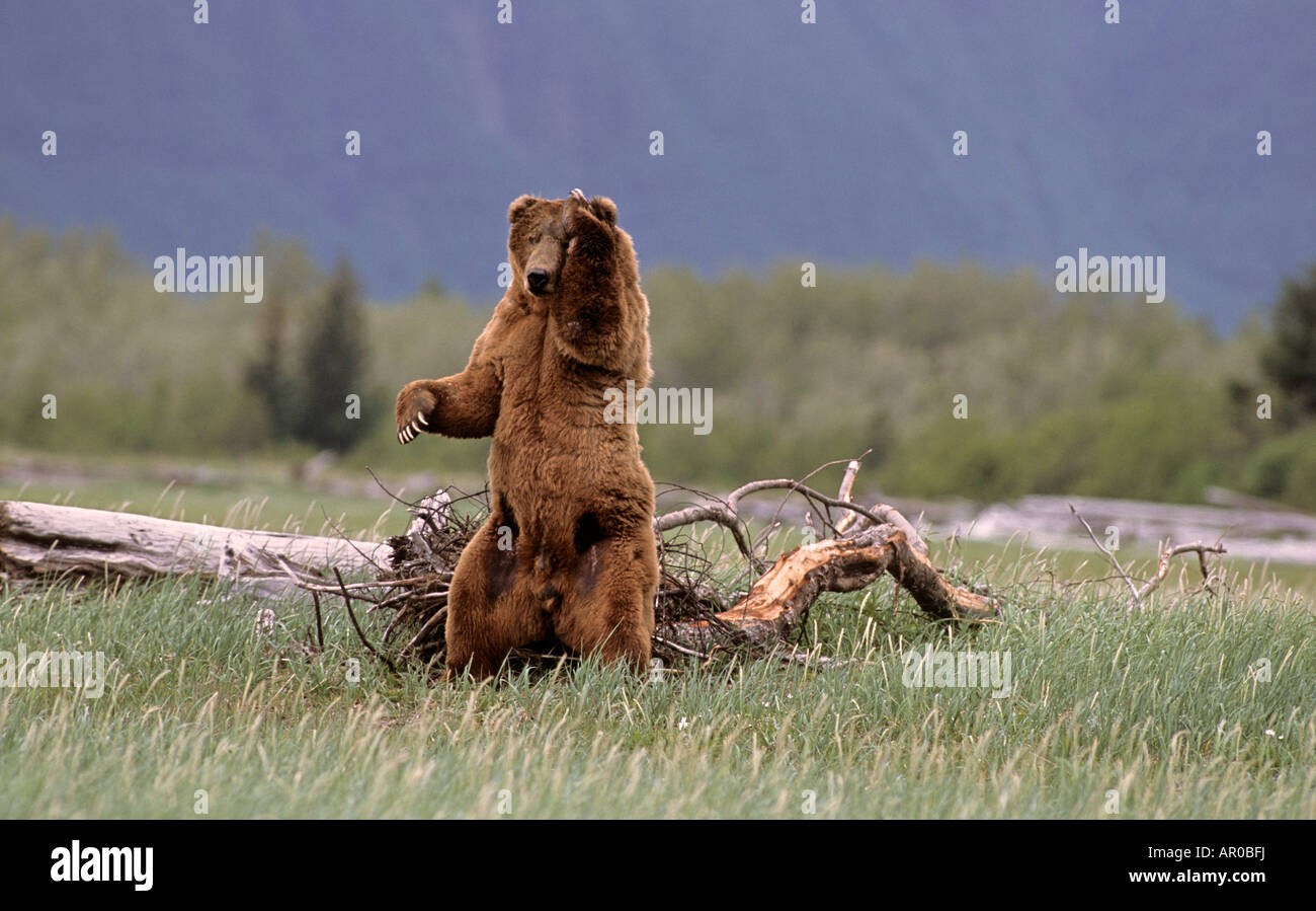 Brown bear in meadow scratching head with paw Hallo Bay Katmai National ...
