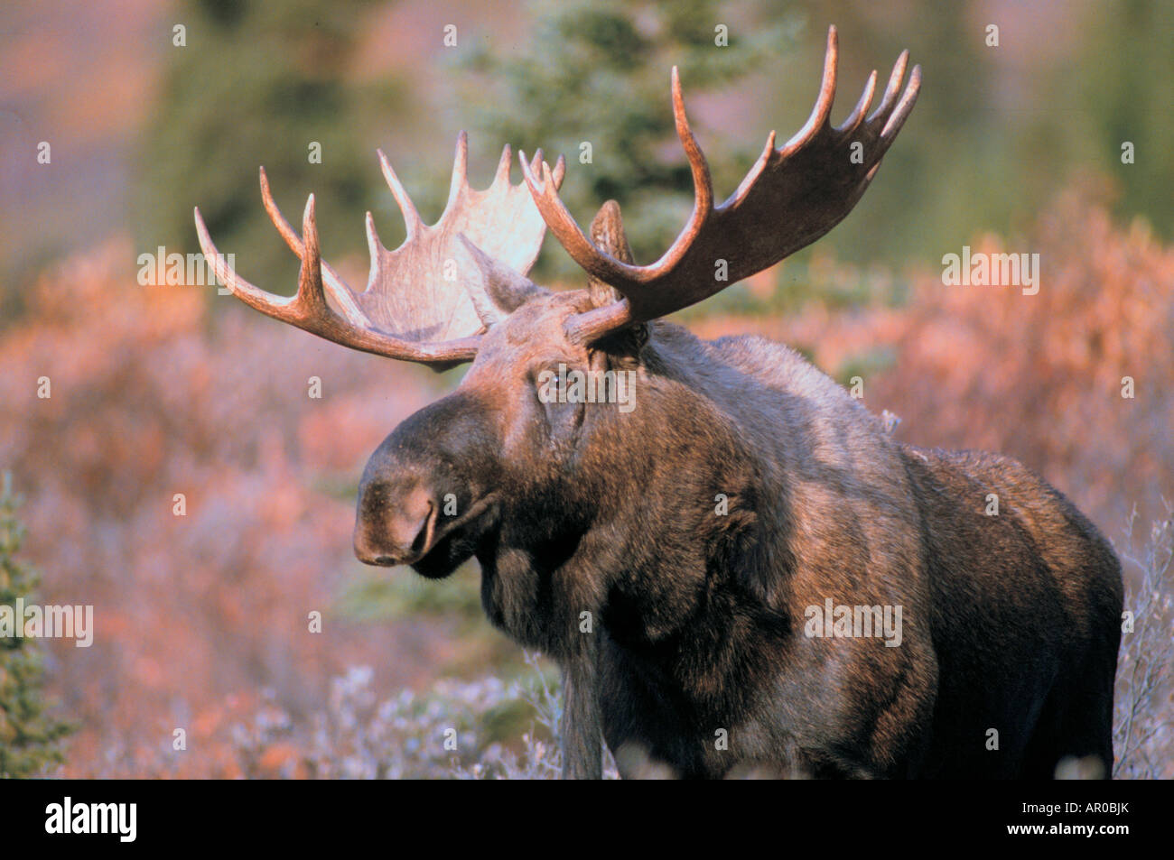Bull Moose Interior Alaska fall portrait Stock Photo - Alamy