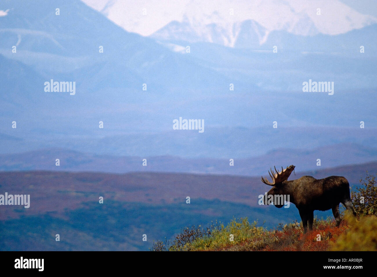 Bull Moose on Ridge Summer Denali NP Alaska Range AK Interior Stock ...